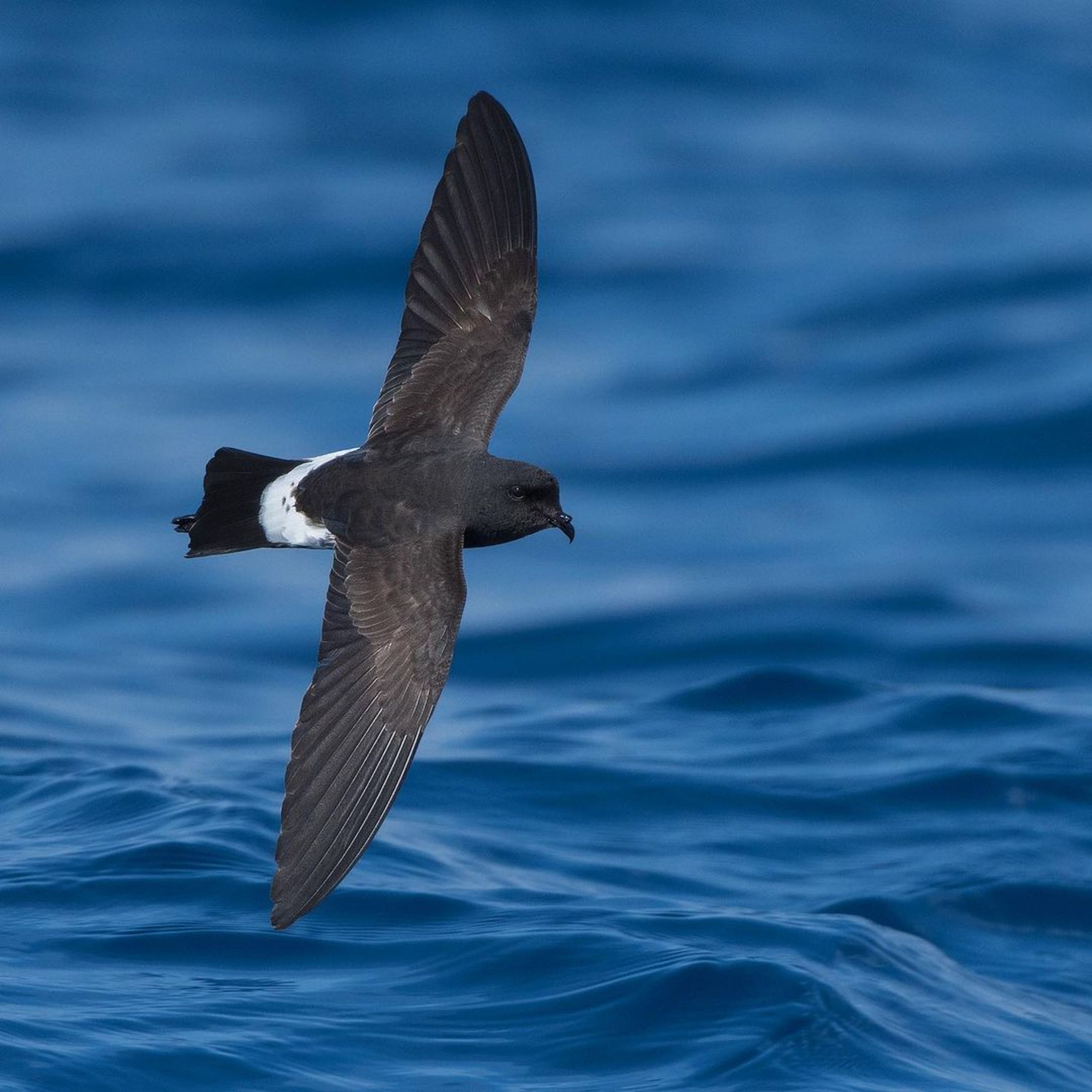 Tools overview | BirdLife DataZone