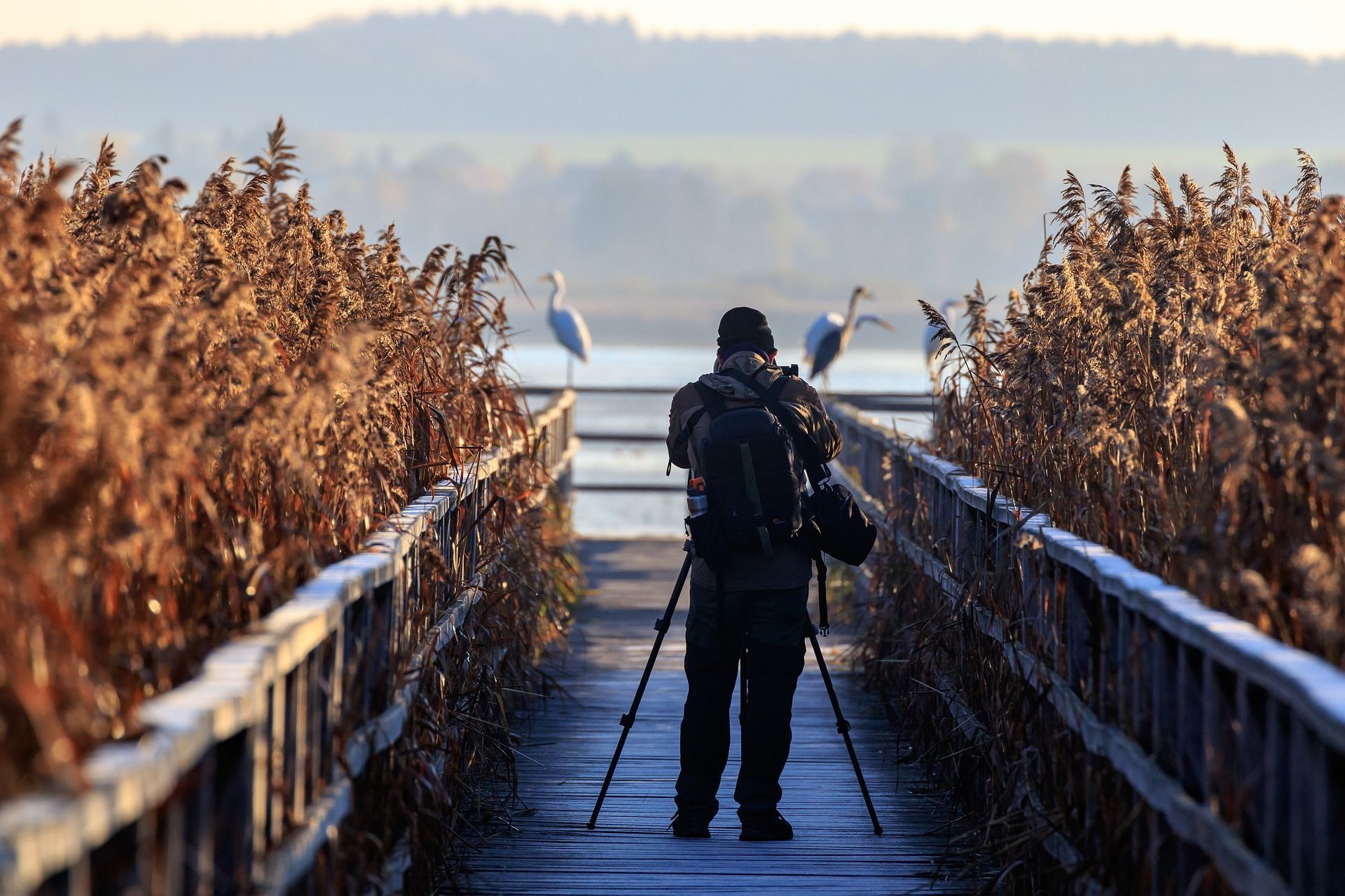 Birds have huge popular appeal, and the amount of information about ...