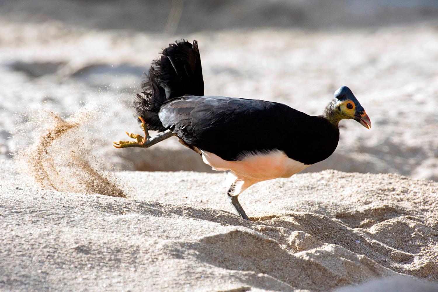 Megapode eggs are an important source of food to many Indo-Pacific ...