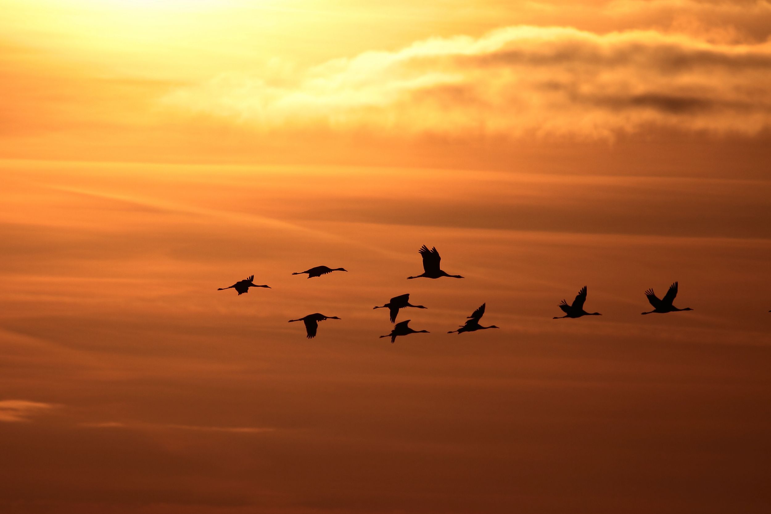 Flyways | BirdLife DataZone