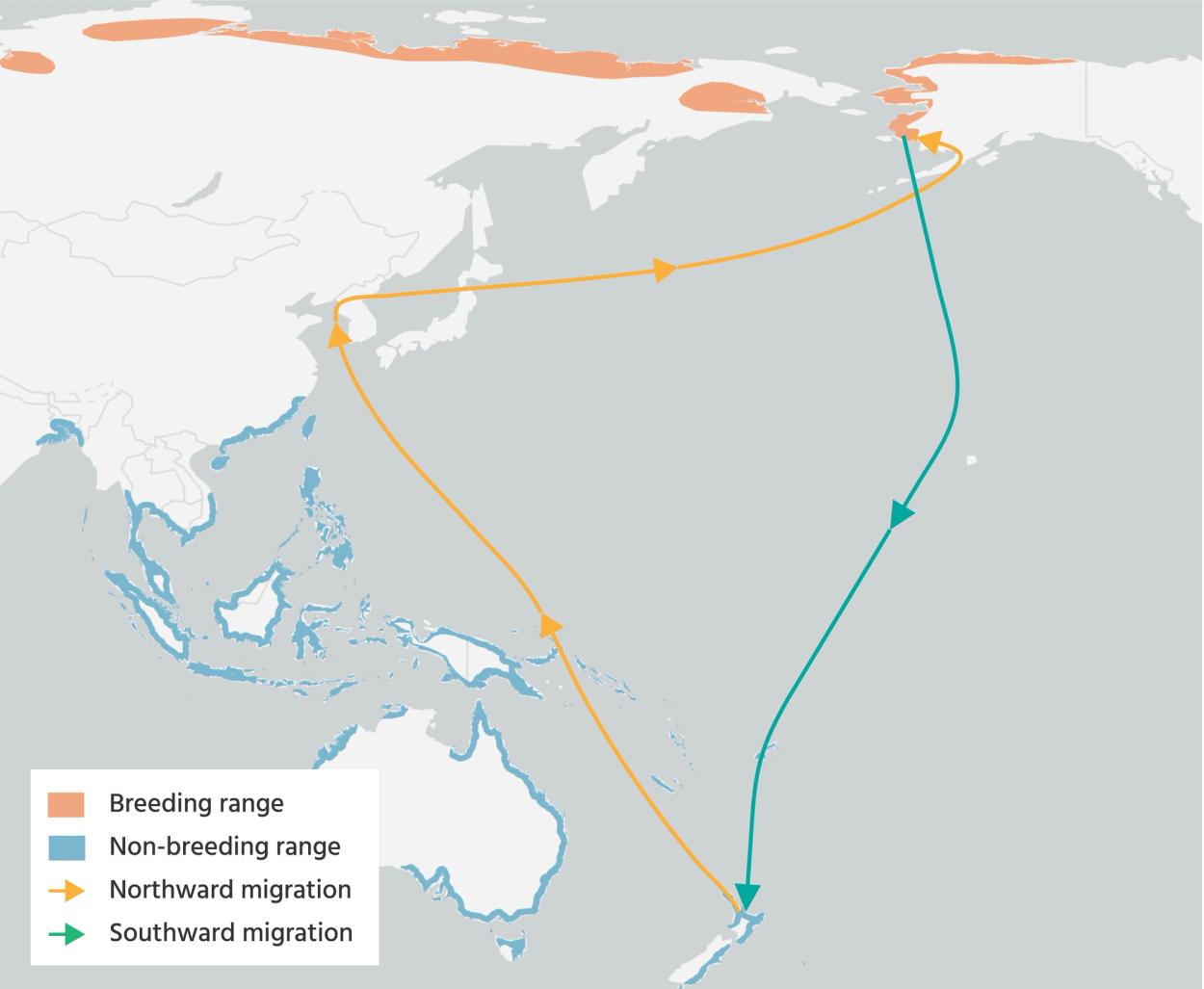 The Bar-tailed Godwit undertakes one of the avian world’s most ...