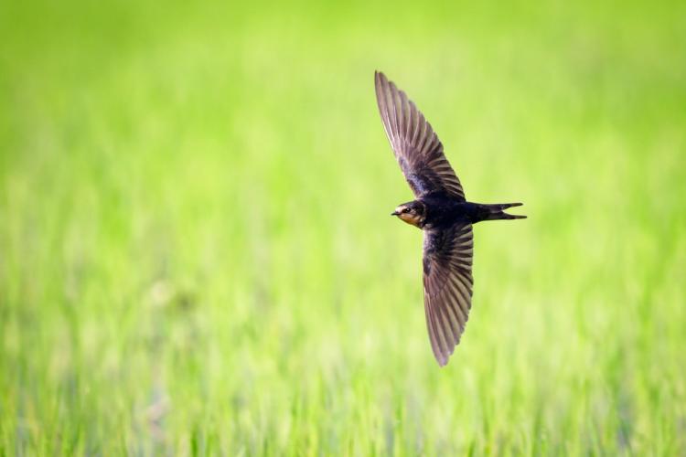 Birds are very useful indicators for other kinds of biodiversity ...