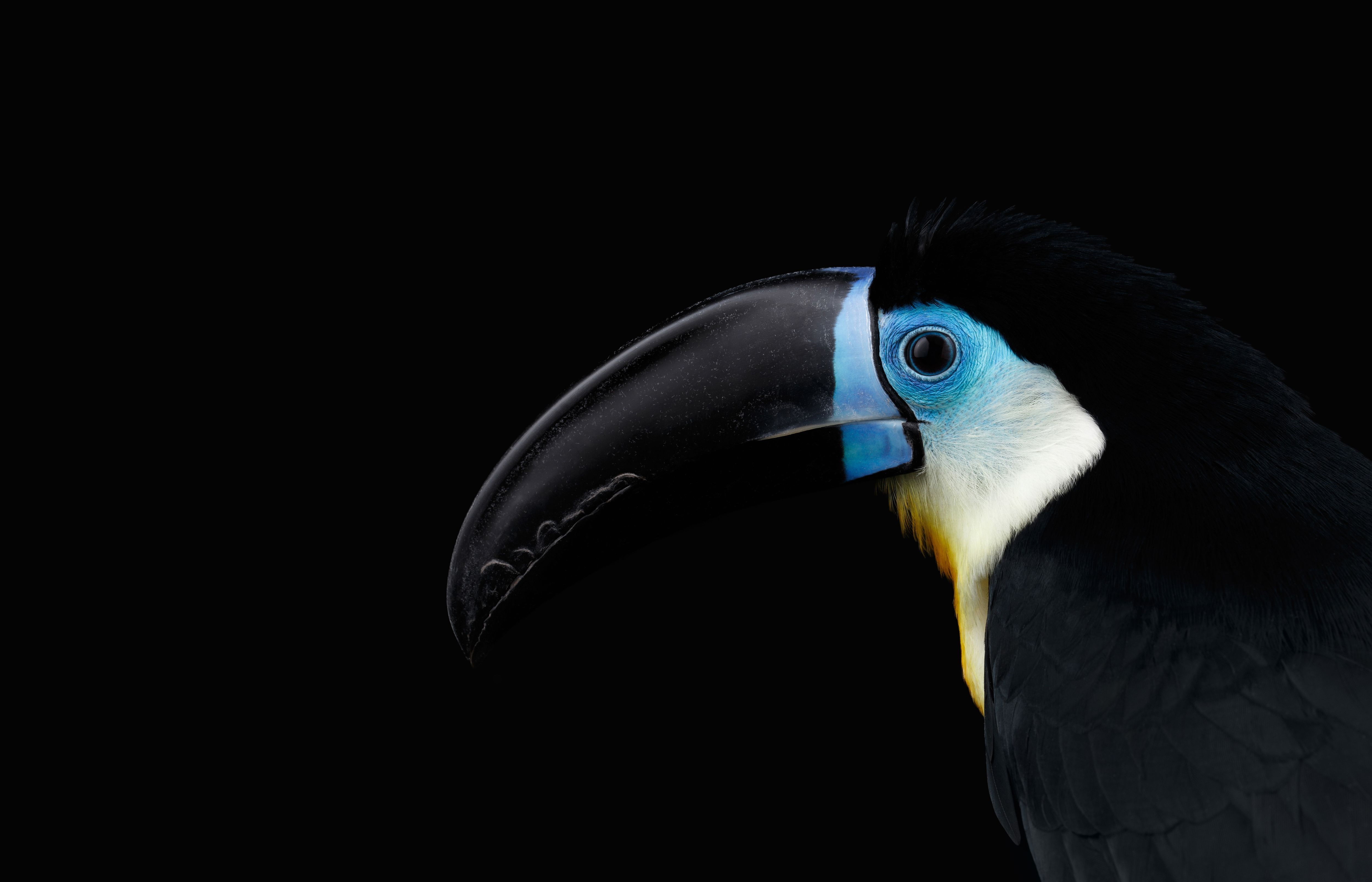 BirdLife DataZone | BirdLife DataZone