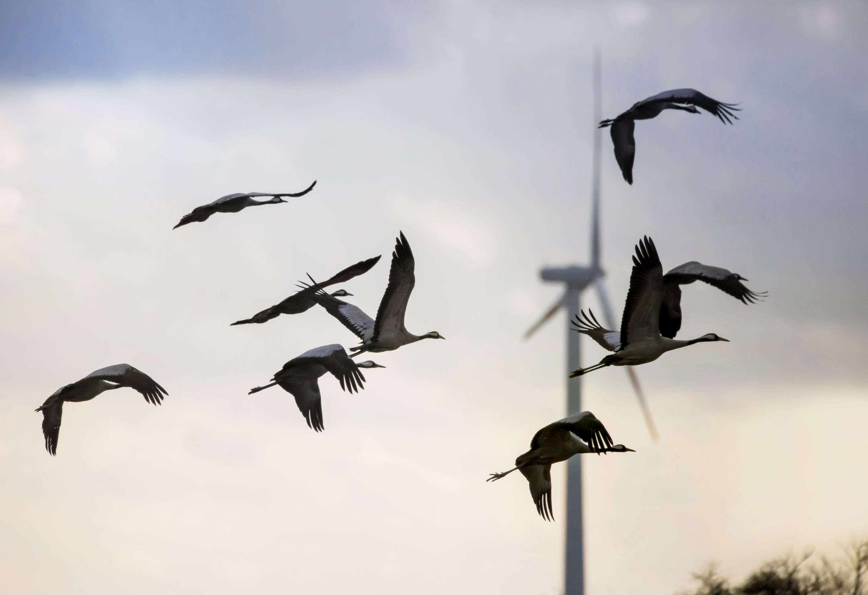 BirdLife DataZone