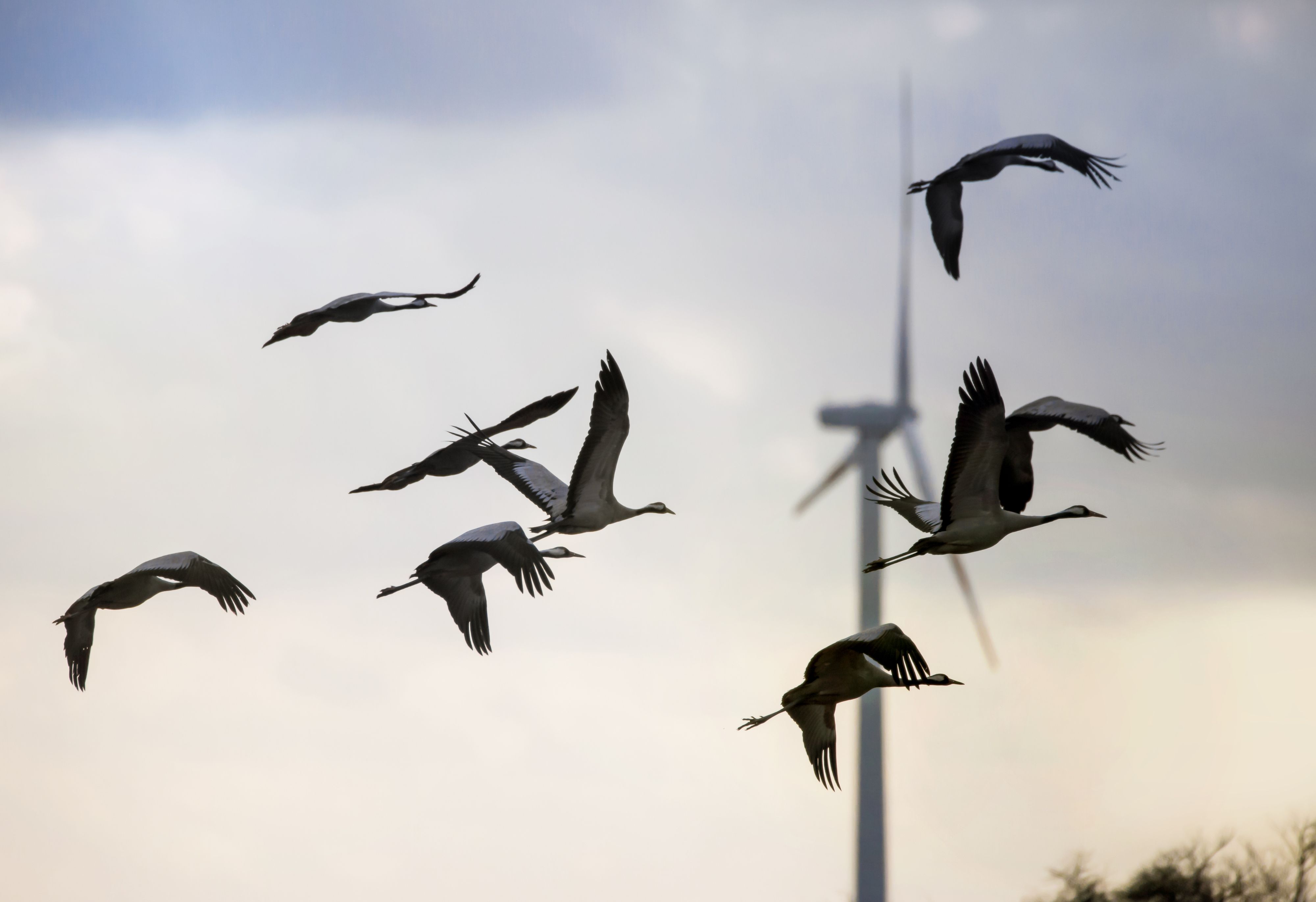 BirdLife DataZone