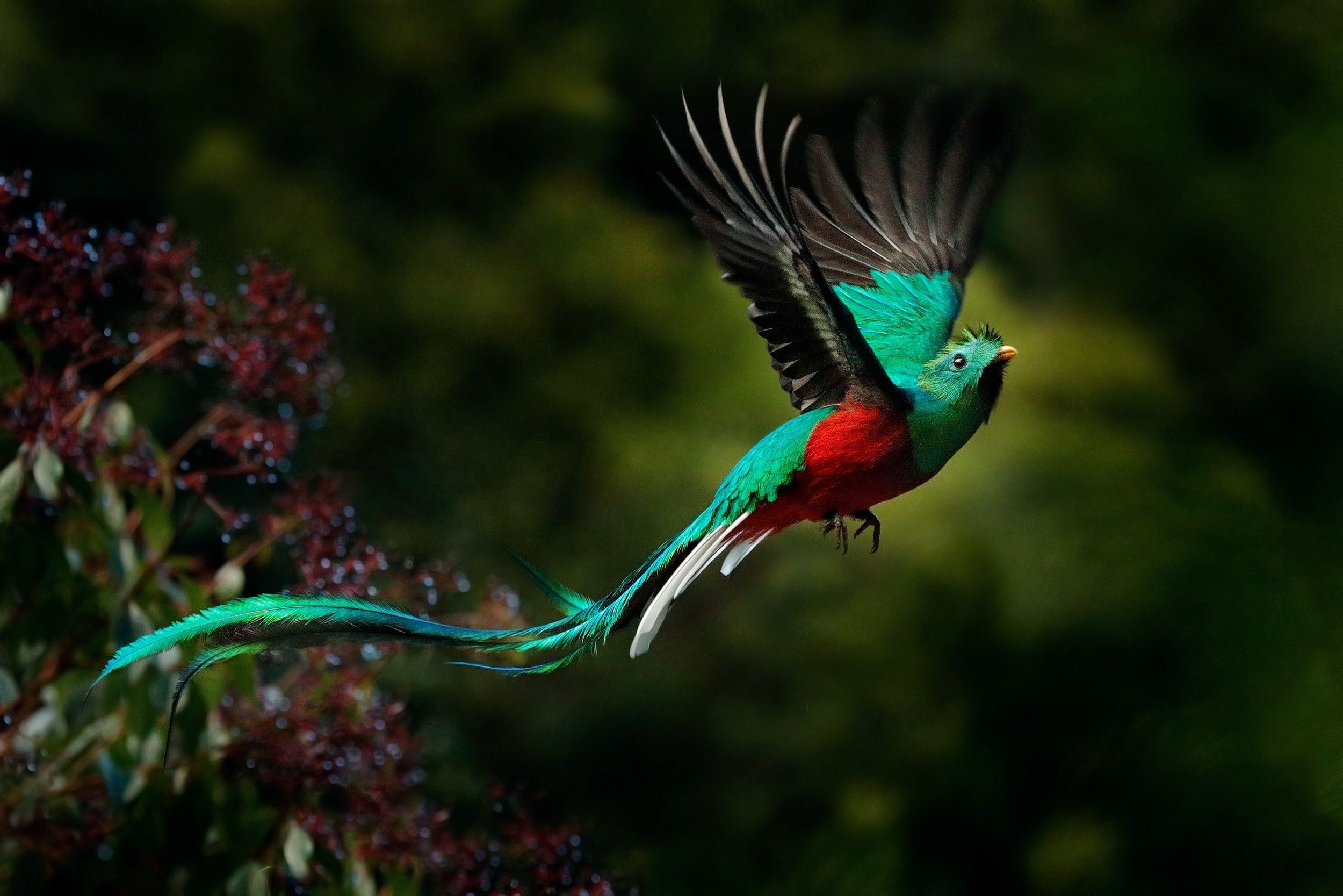The Resplendent Quetzal in Aztec and Mayan culture | BirdLife DataZone