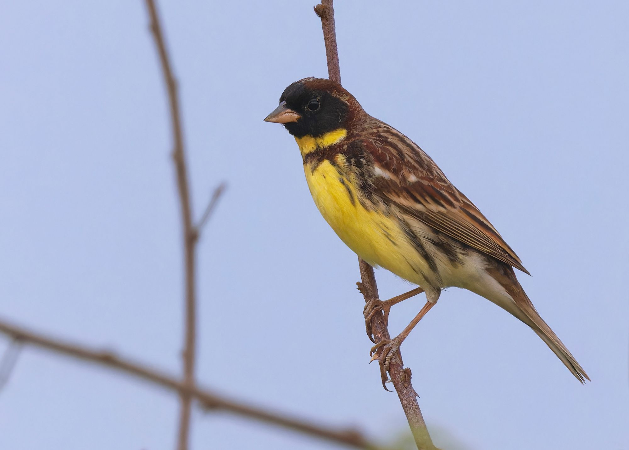 State of the World’s Birds 2025 Update | BirdLife DataZone