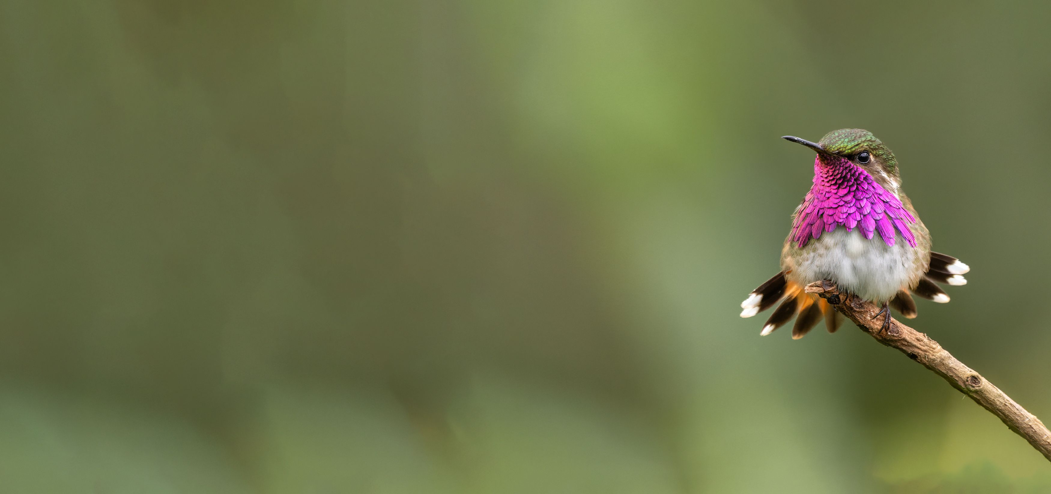 a hummingbird with purple feathers is perched on a branch .