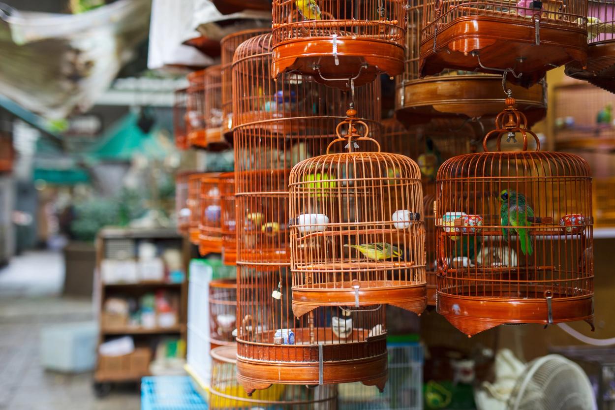 State of the World’s Birds 2025 Update | BirdLife DataZone