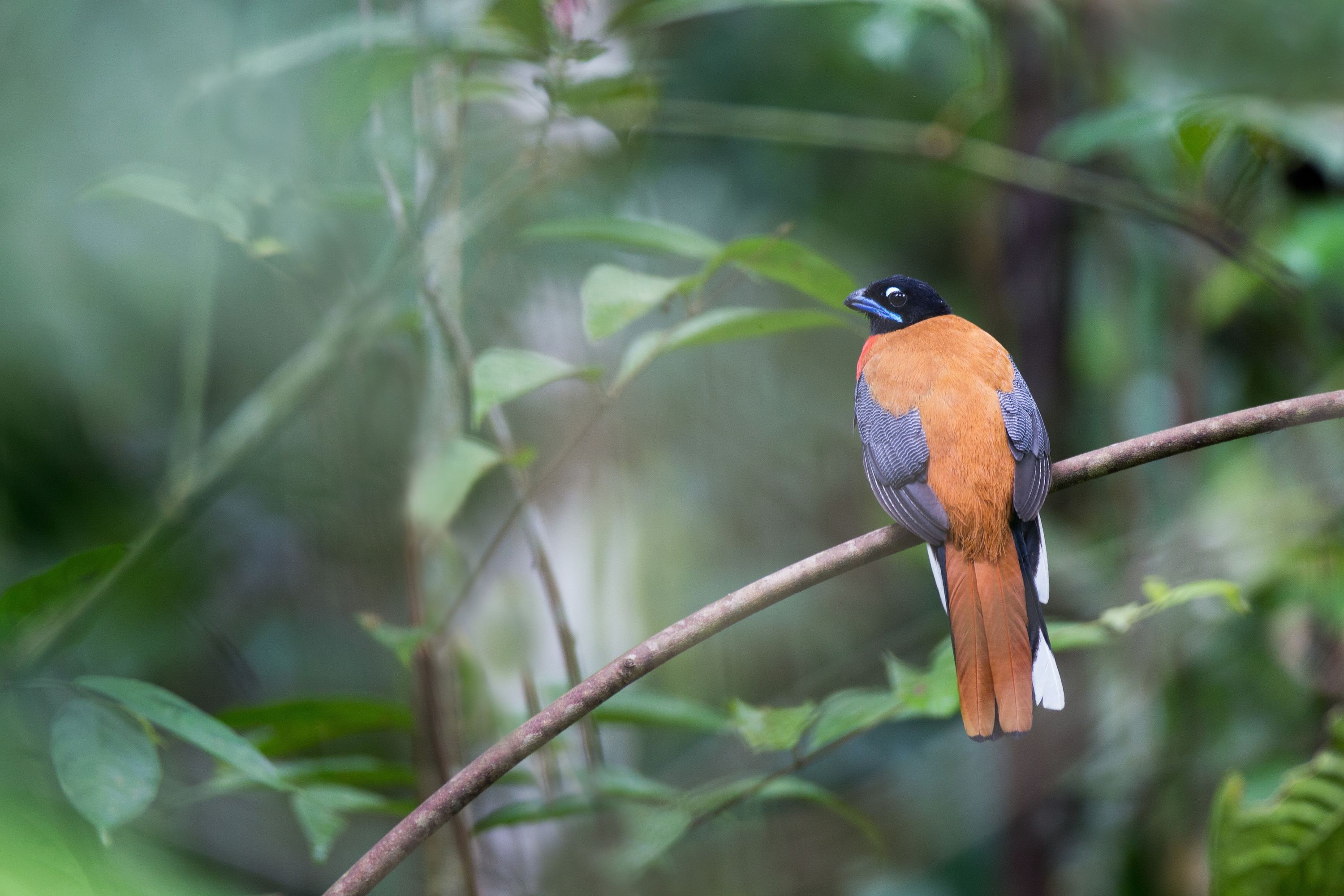 State of the World's Birds 2024 Annual Update | BirdLife DataZone