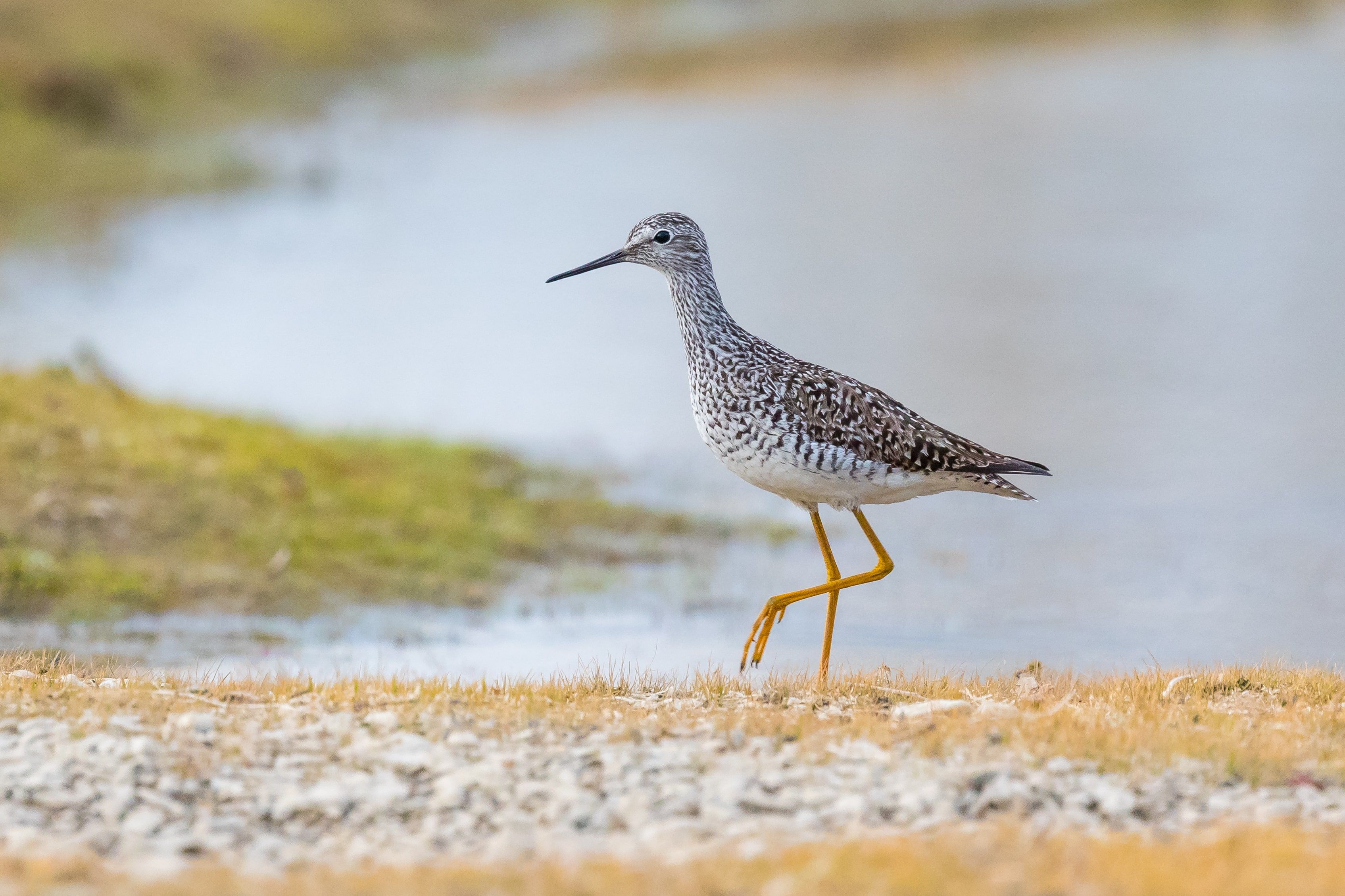 North American monitoring schemes are revealing declines in migratory ...