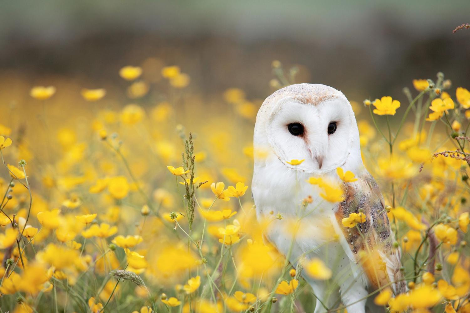 Publication Overview | BirdLife DataZone