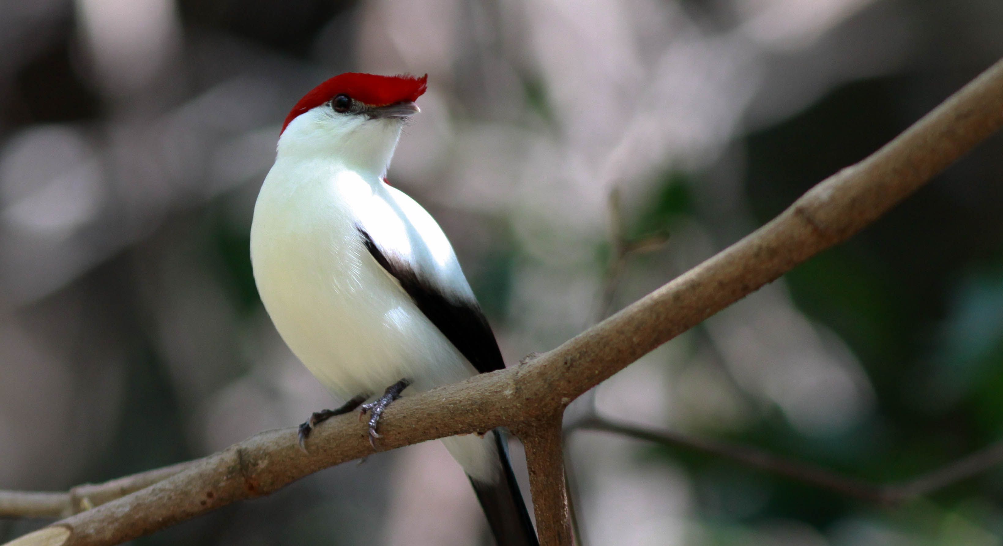 Many bird species have very small ranges and occur together in Endemic ...