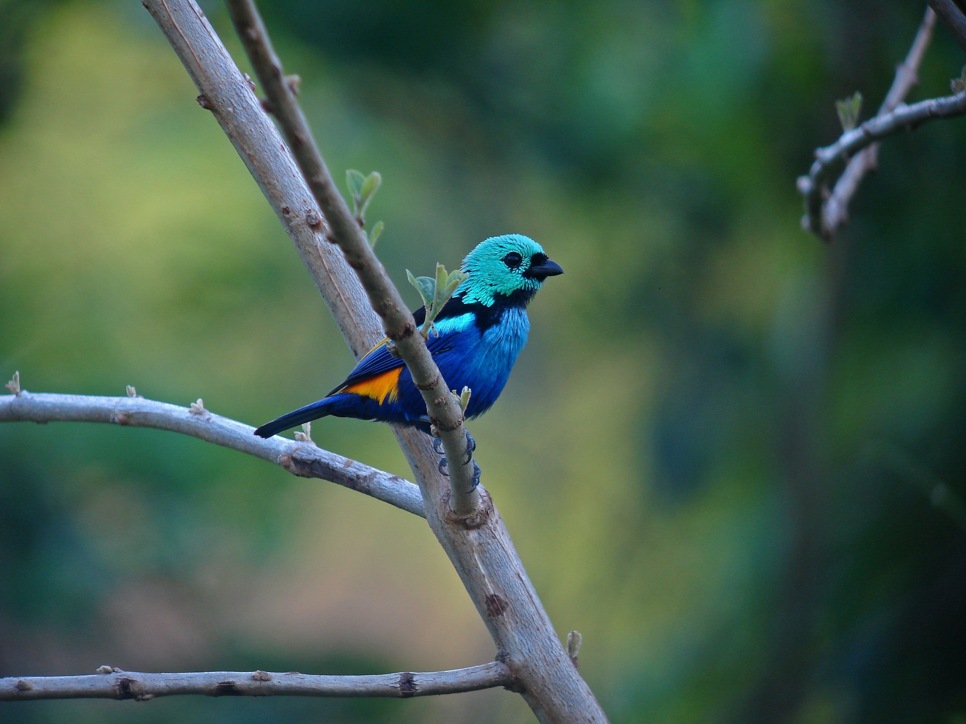 In the Neotropics, many species have been driven extinct across large ...