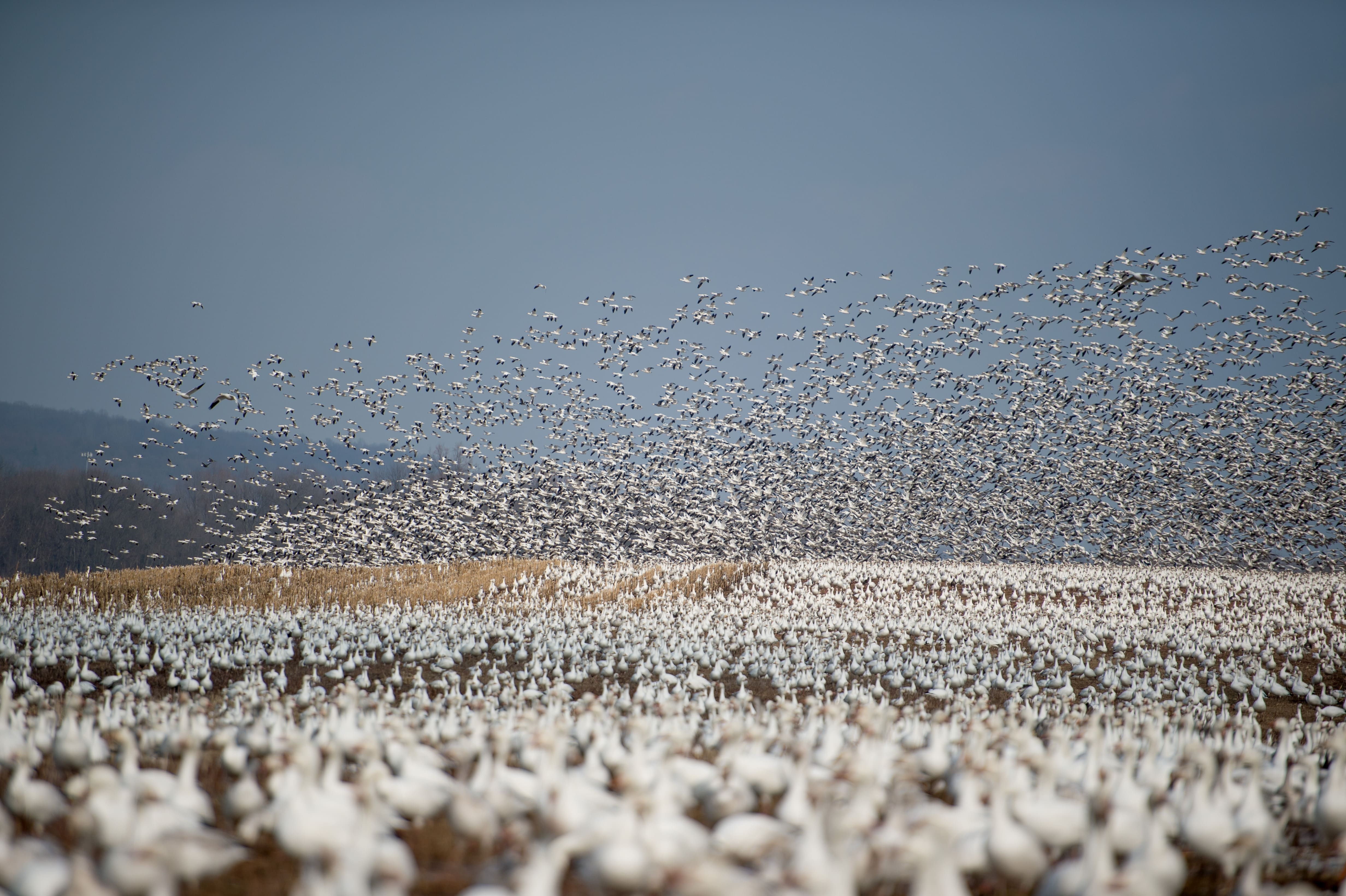 Many of Canada’s birds are in decline, but recovering groups show the ...
