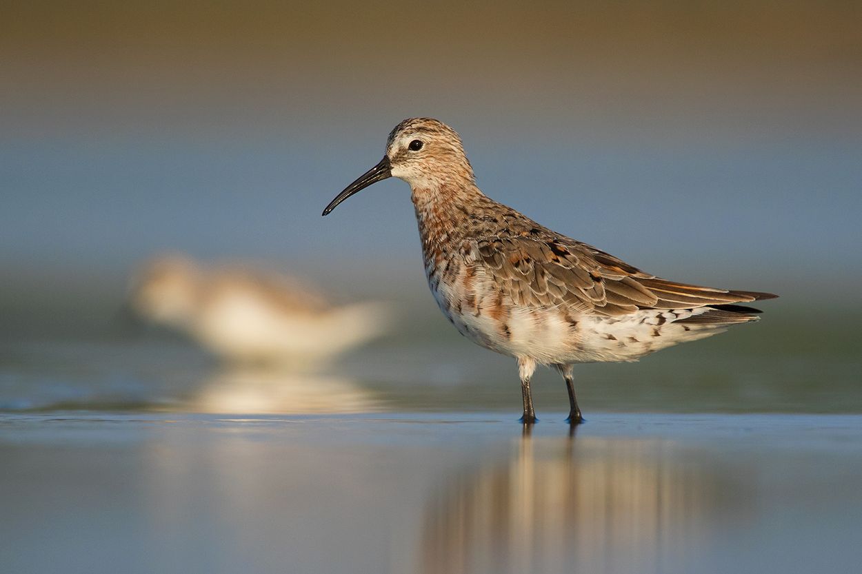 Migratory birds | BirdLife DataZone