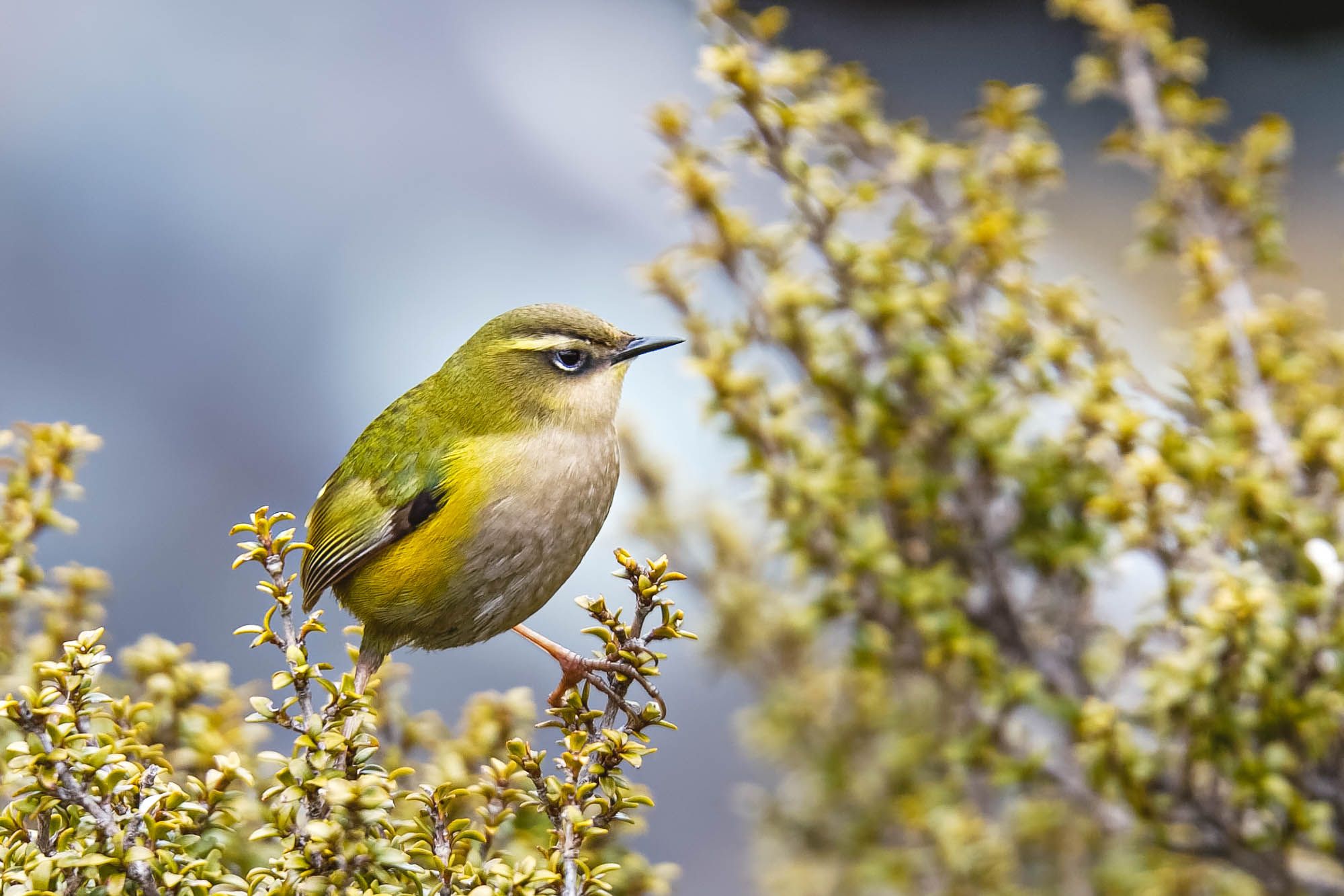 The status of the world's birds has deteriorated over recent decades ...