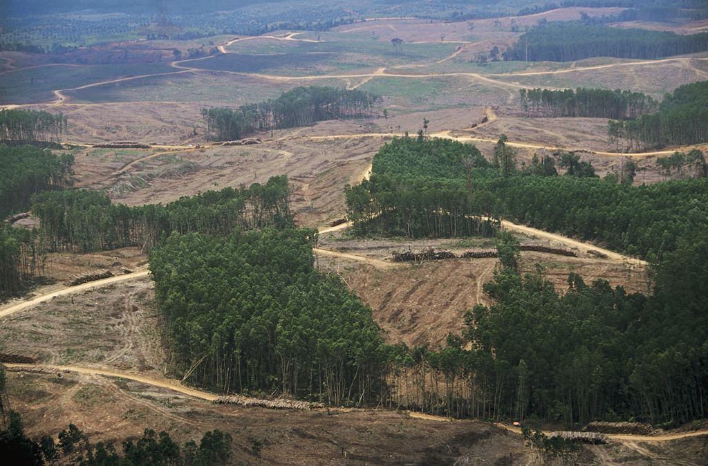 Time lags mean that current extinction rates are underestimated ...