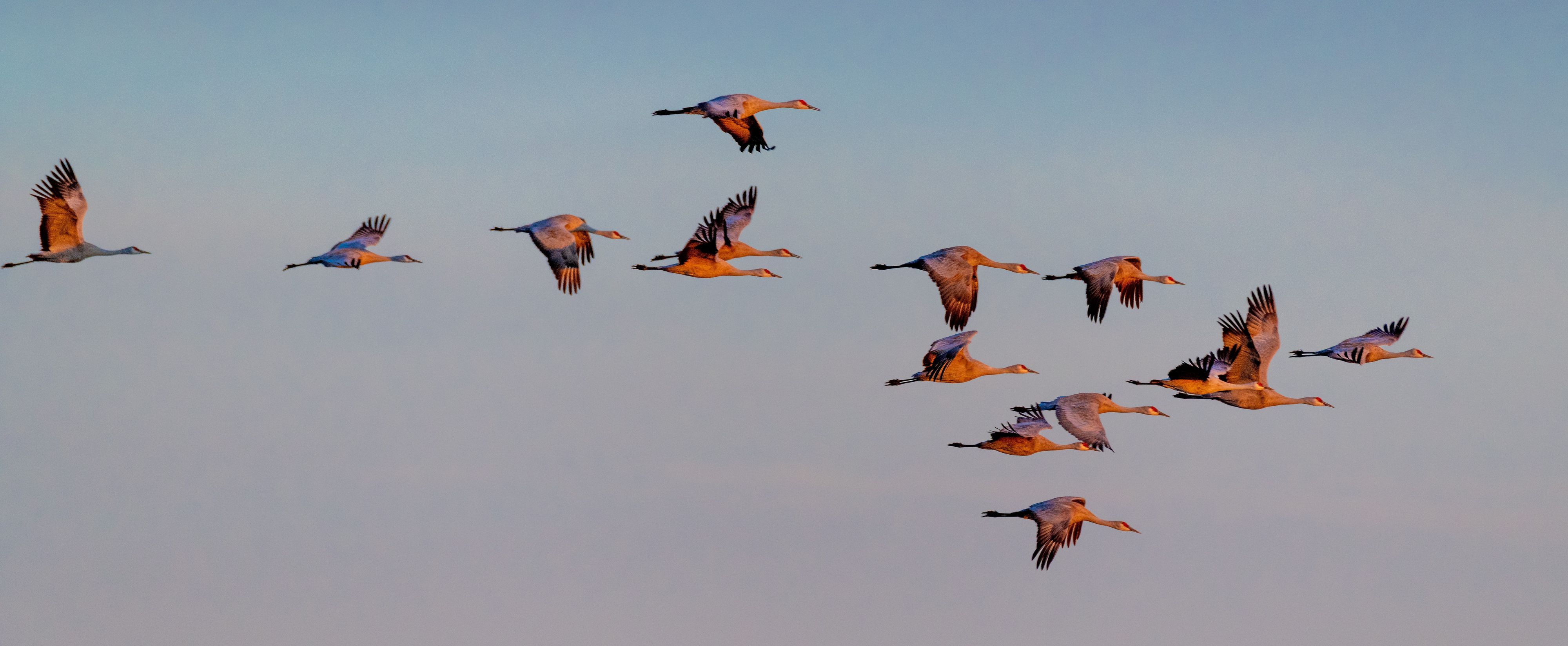 Migratory birds | BirdLife DataZone