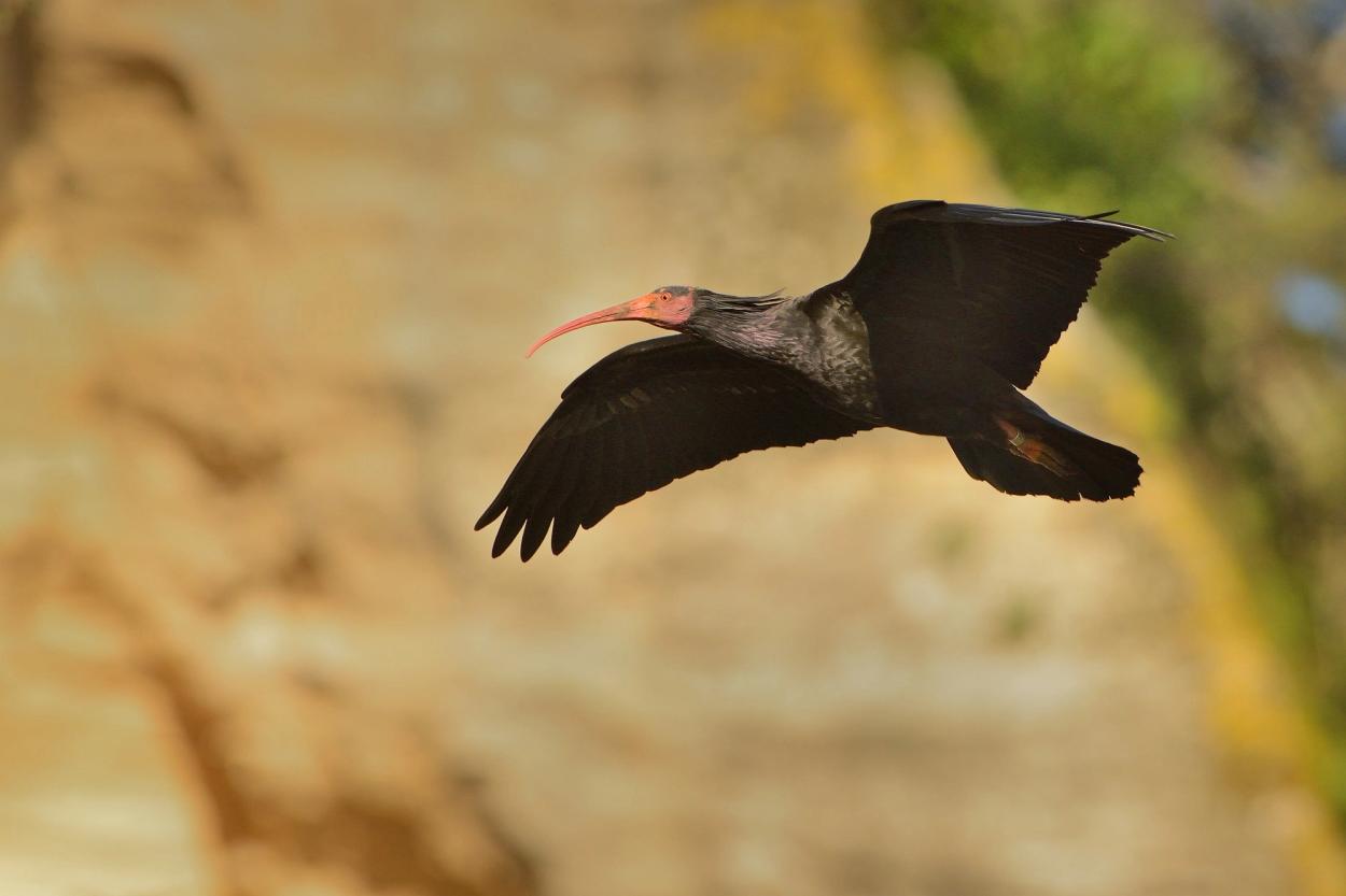 Growing threats to Northern Bald Ibis in the Middle East | BirdLife ...