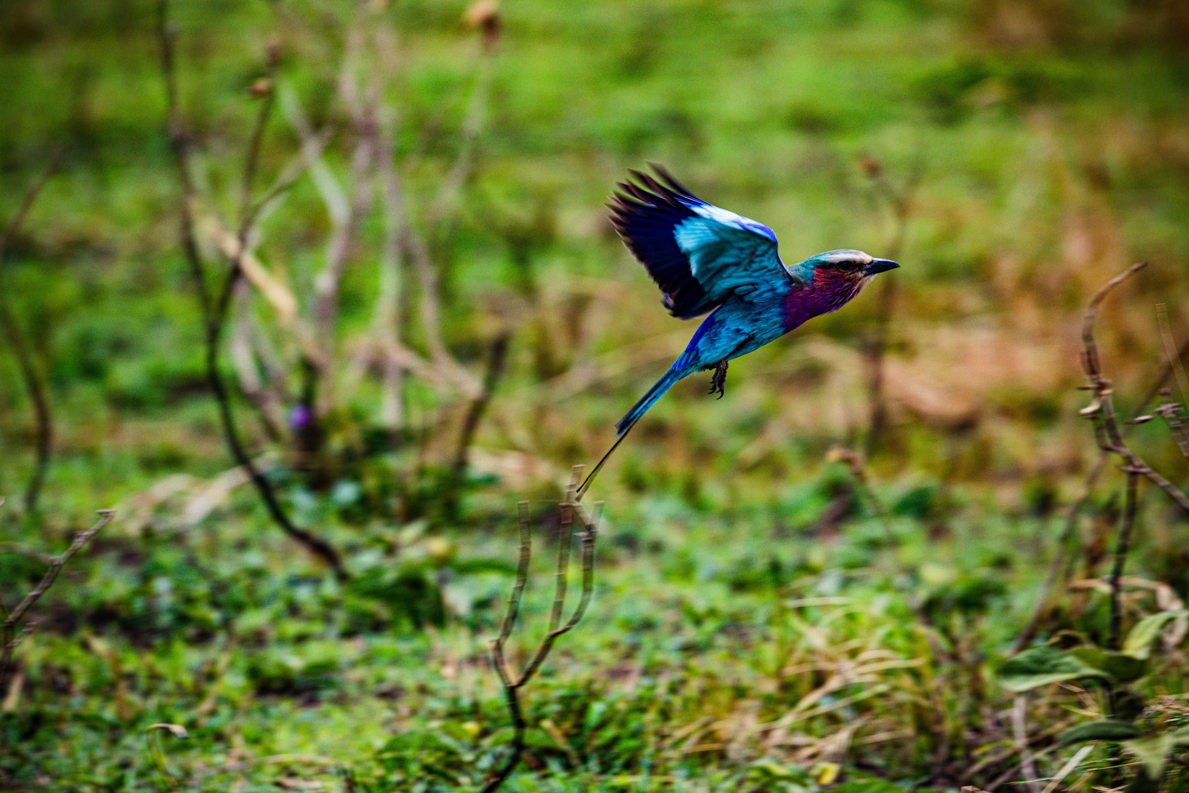 IBAT: Integrated Biodiversity Assessment Tool | BirdLife DataZone