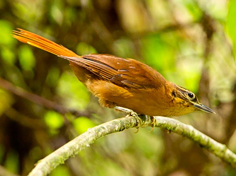 Many bird species have already gone extinct | BirdLife DataZone