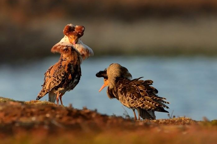 Birds in Europe 4 Assessment | BirdLife DataZone