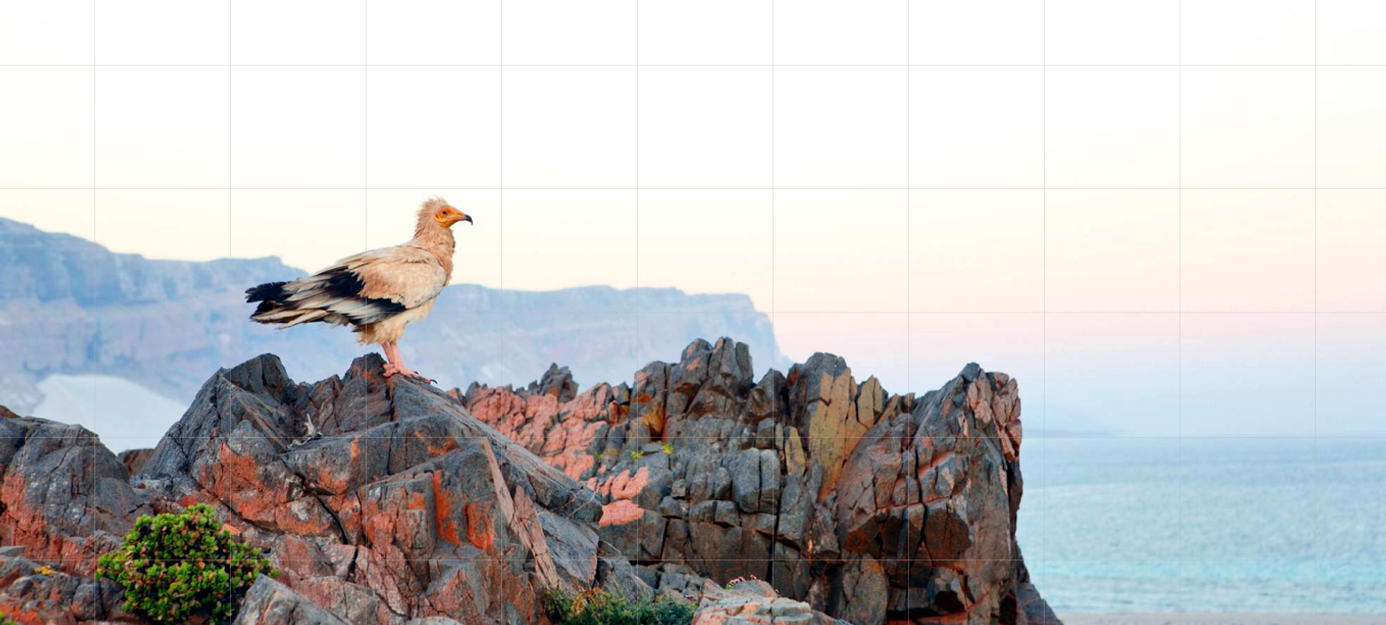 AVISTEP: Avian Sensitivity Tool for Energy Planning | BirdLife DataZone