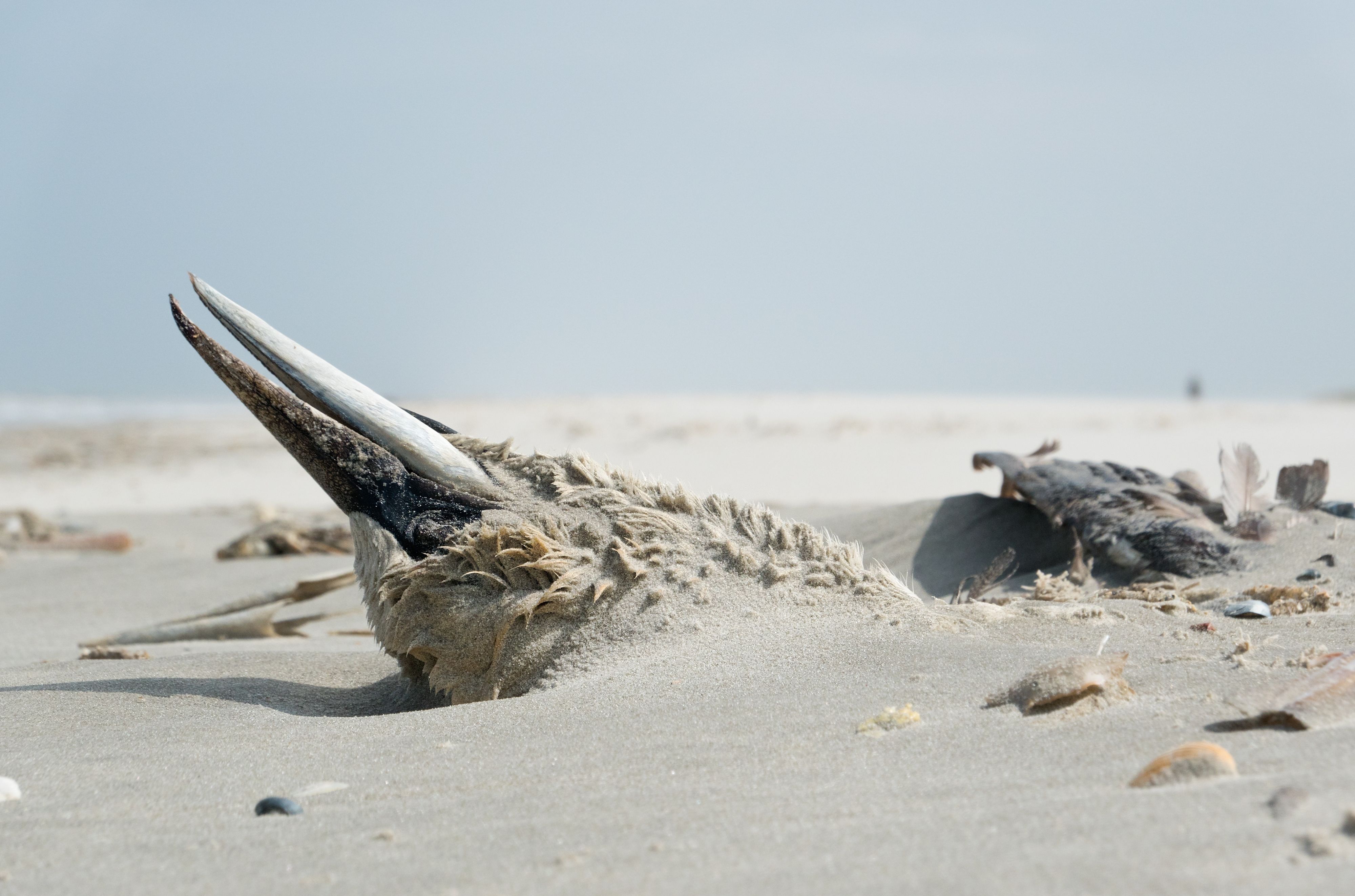 An unprecedented global epizootic of avian influenza is causing mass ...