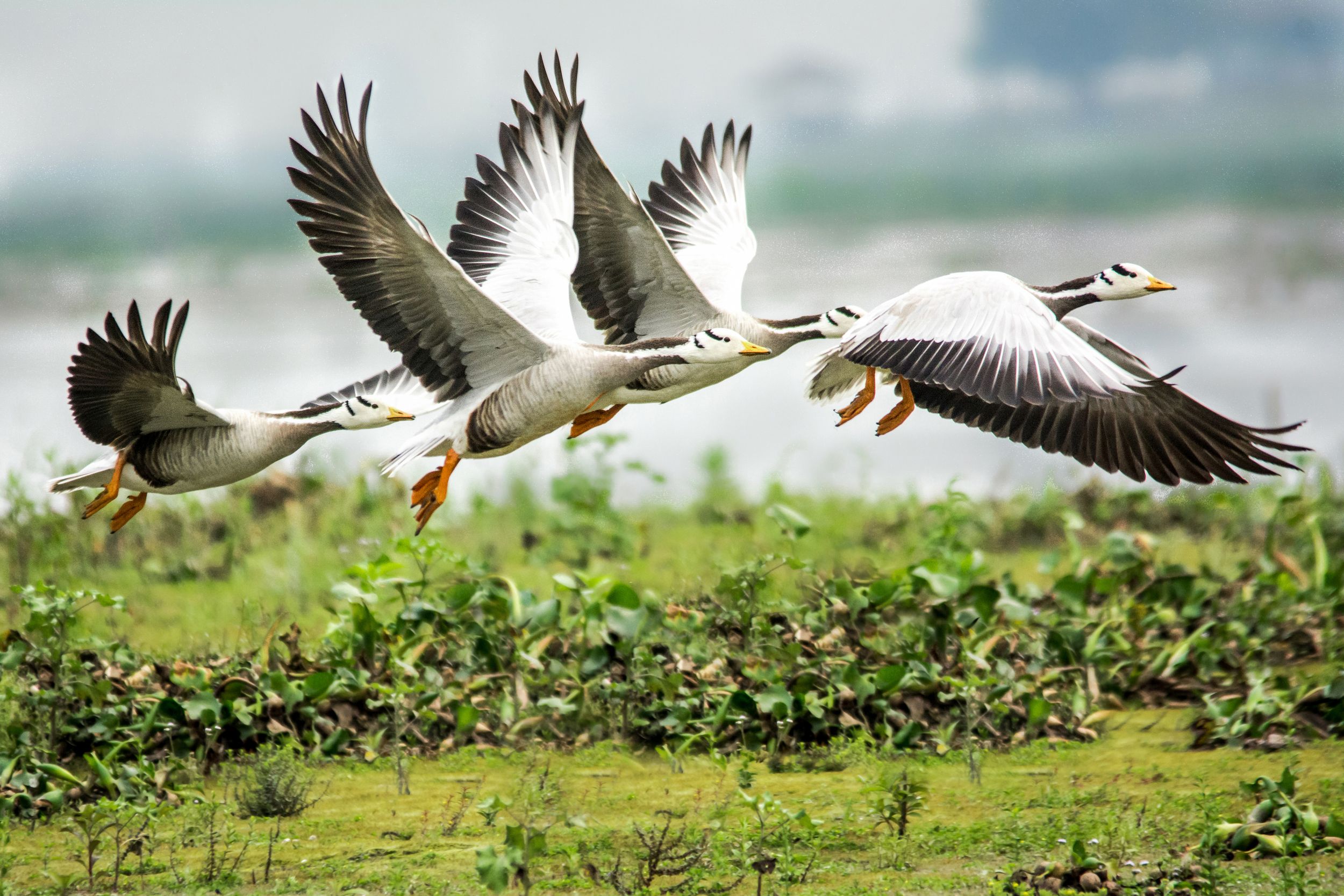 Convention on migratory species (CMS) and associated agreements ...