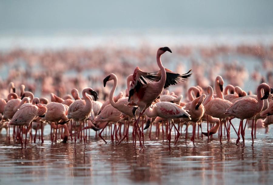 Congregation at particular sites is a common behaviour in many bird ...