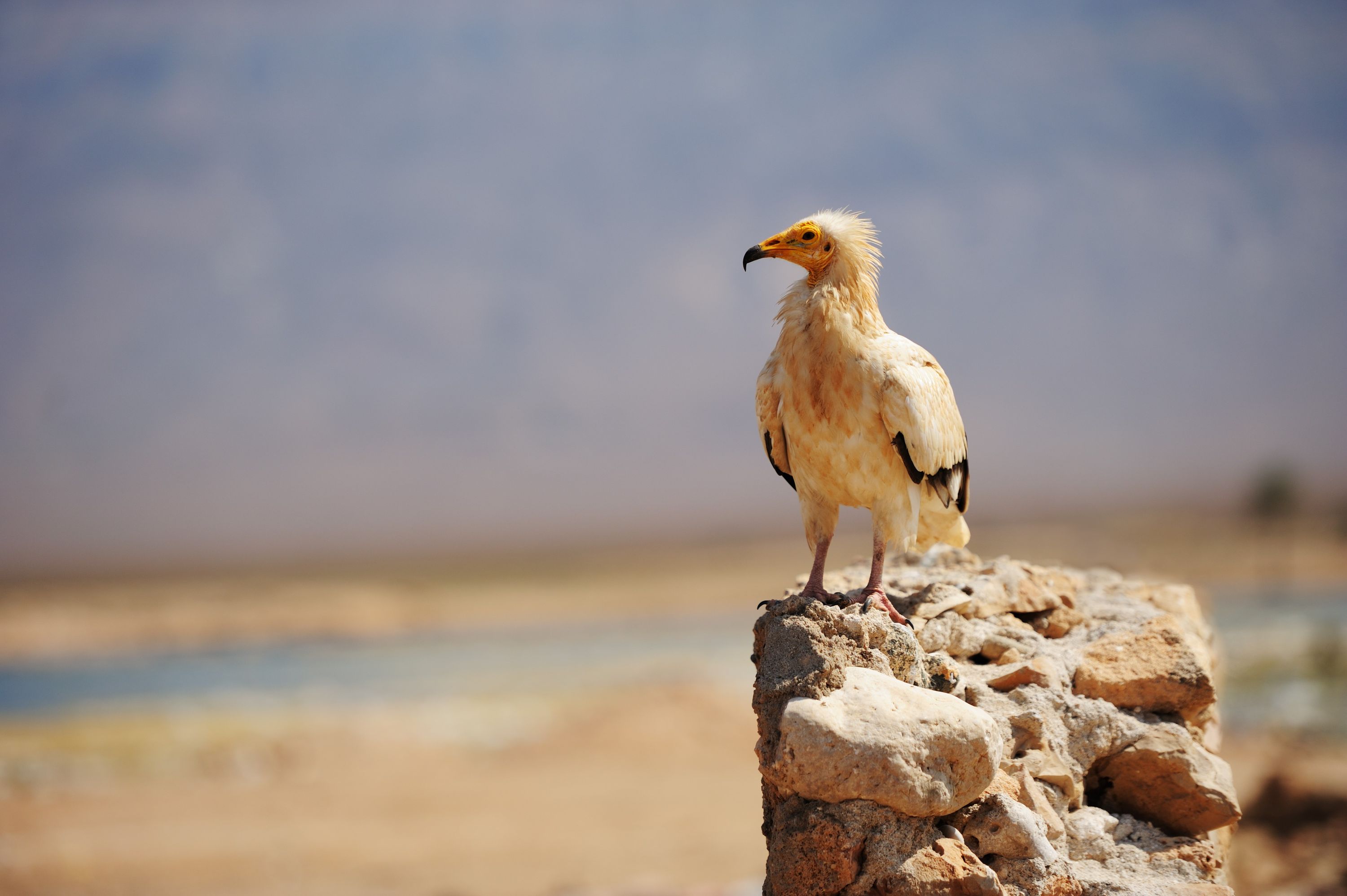 BirdLife DataZone | BirdLife DataZone