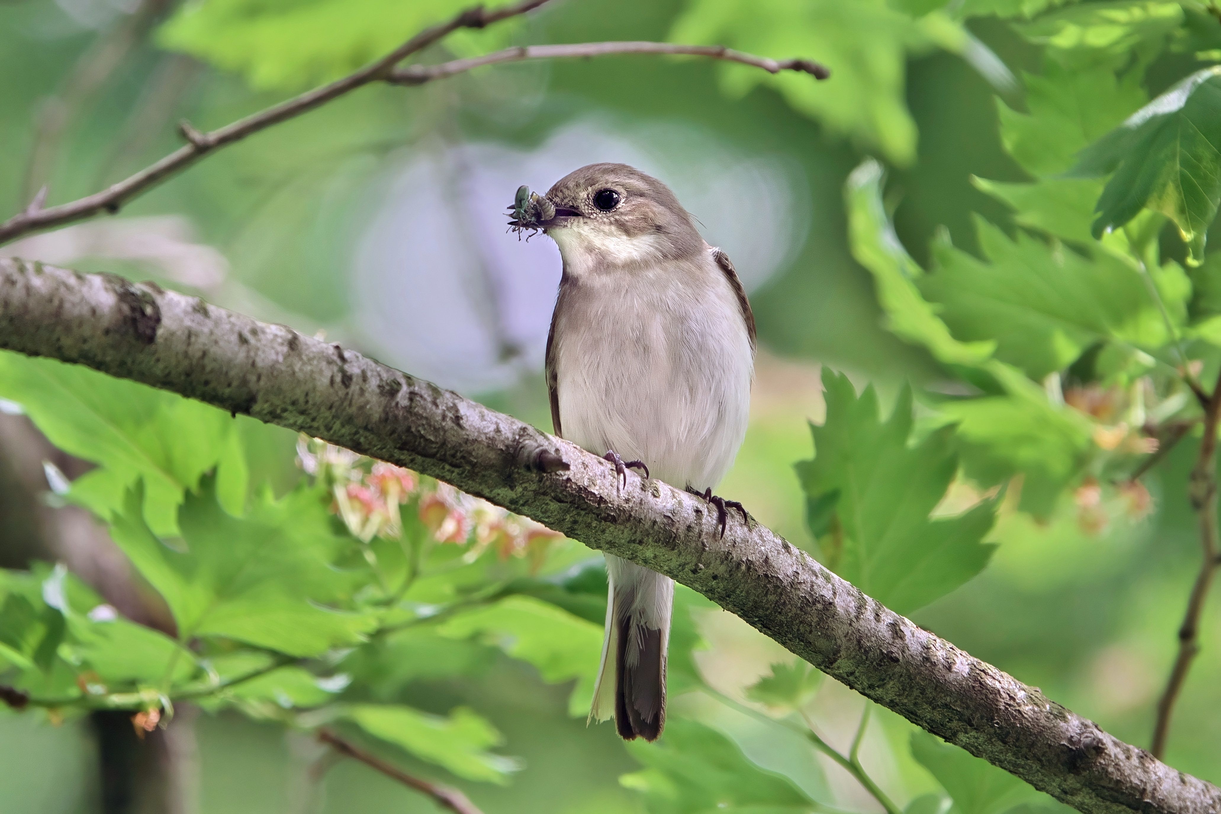 Birds control insect pests in farmlands and forests | BirdLife DataZone