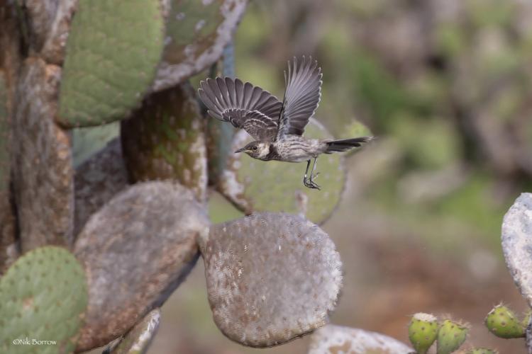 Many threatened birds have small ranges, often on small islands ...