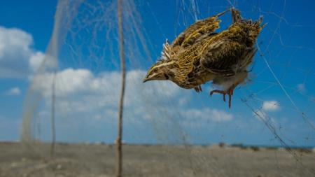 Illegal killing of birds in Europe and the Mediterranean | BirdLife ...