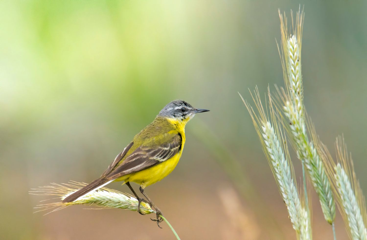 Breeding bird abundance in the EU has declined by 17-19% since 1980: a ...