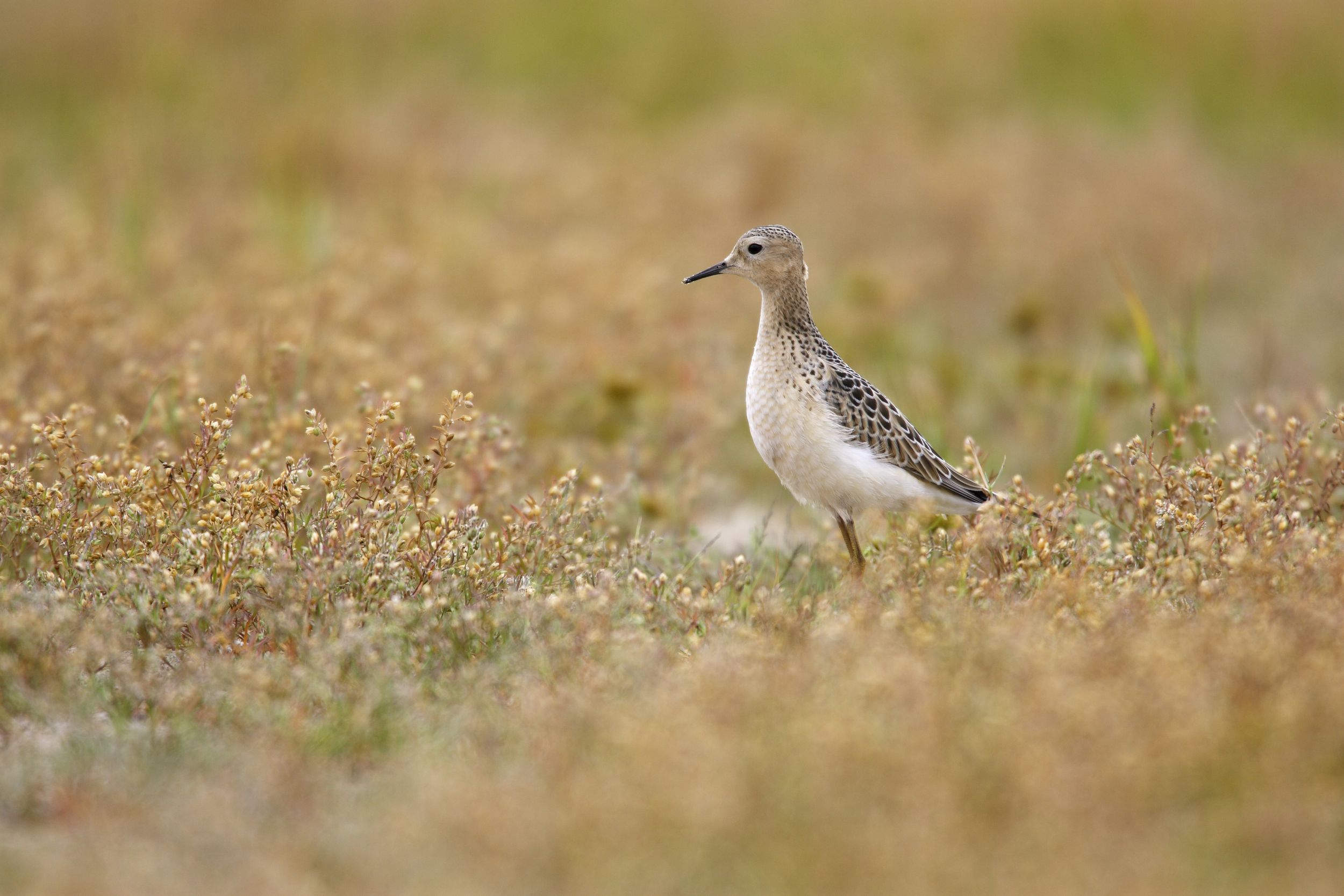 State of the World’s Birds 2025 Update | BirdLife DataZone