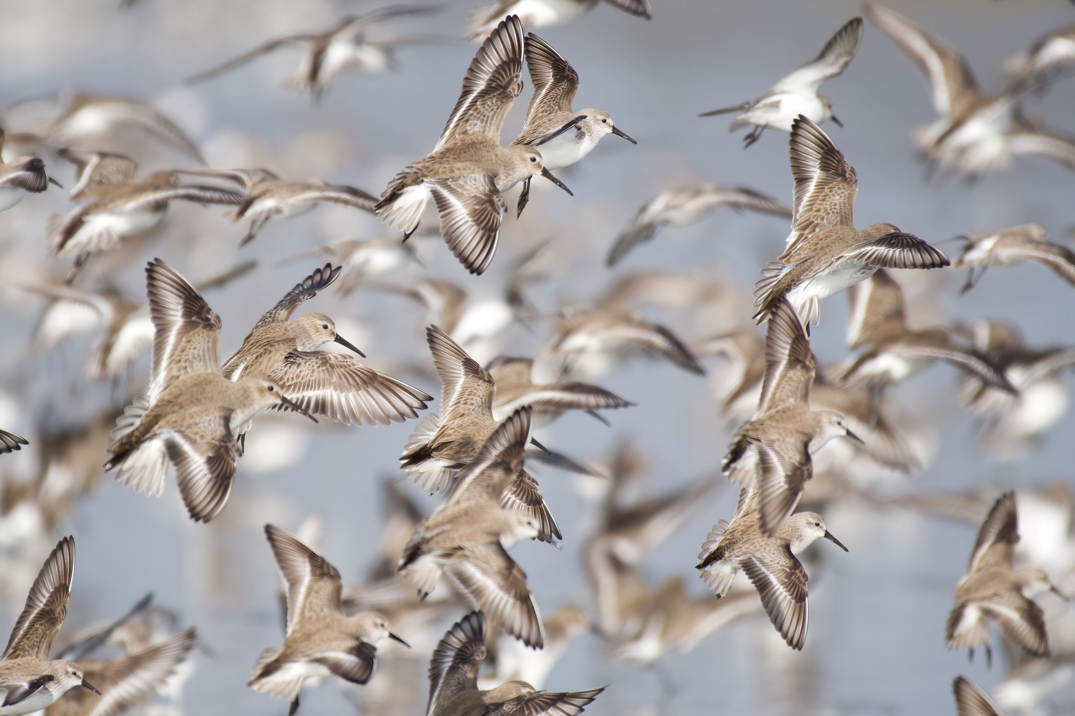 Migratory birds | BirdLife DataZone