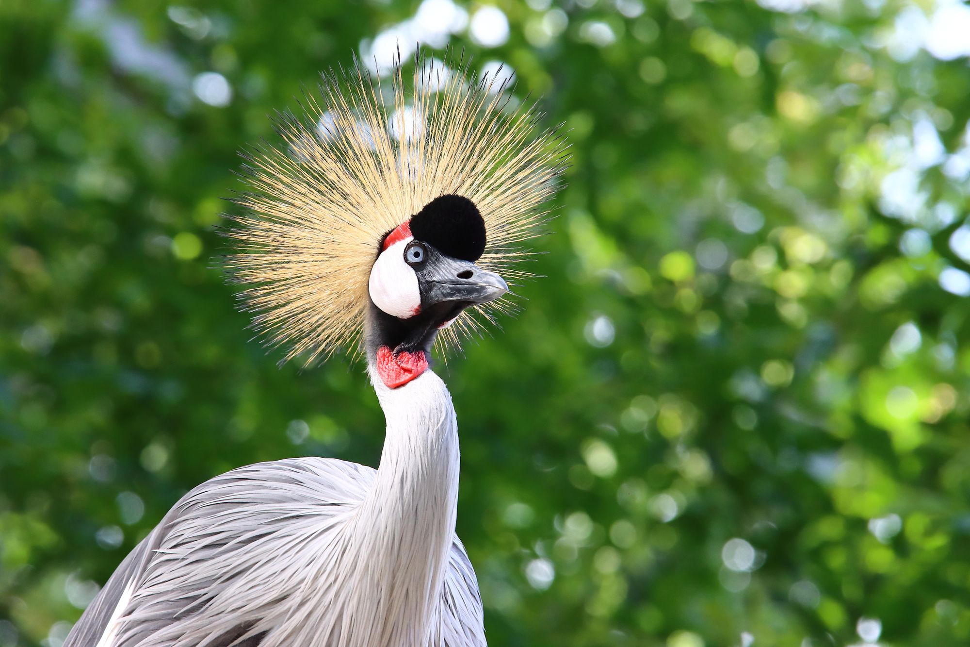One in eight of all bird species is threatened with global extinction ...