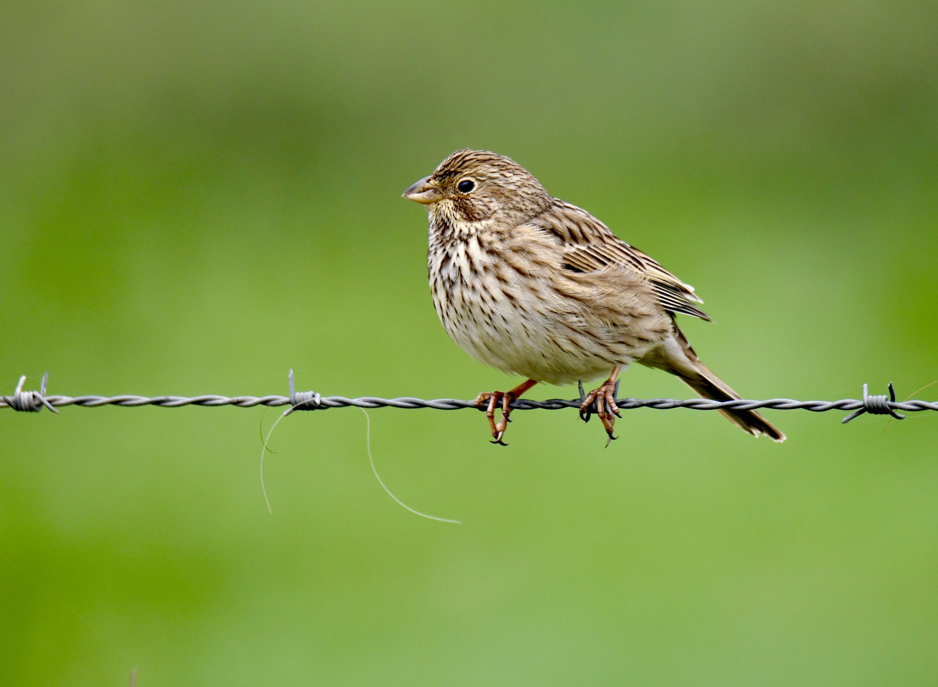 Birds are in decline around the globe | BirdLife DataZone