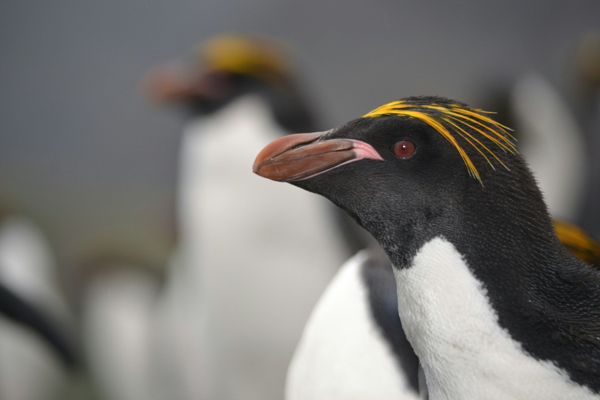 Best Wildlife Expedition Cruise Itineraries: 2026 Edition | Small Ship ...