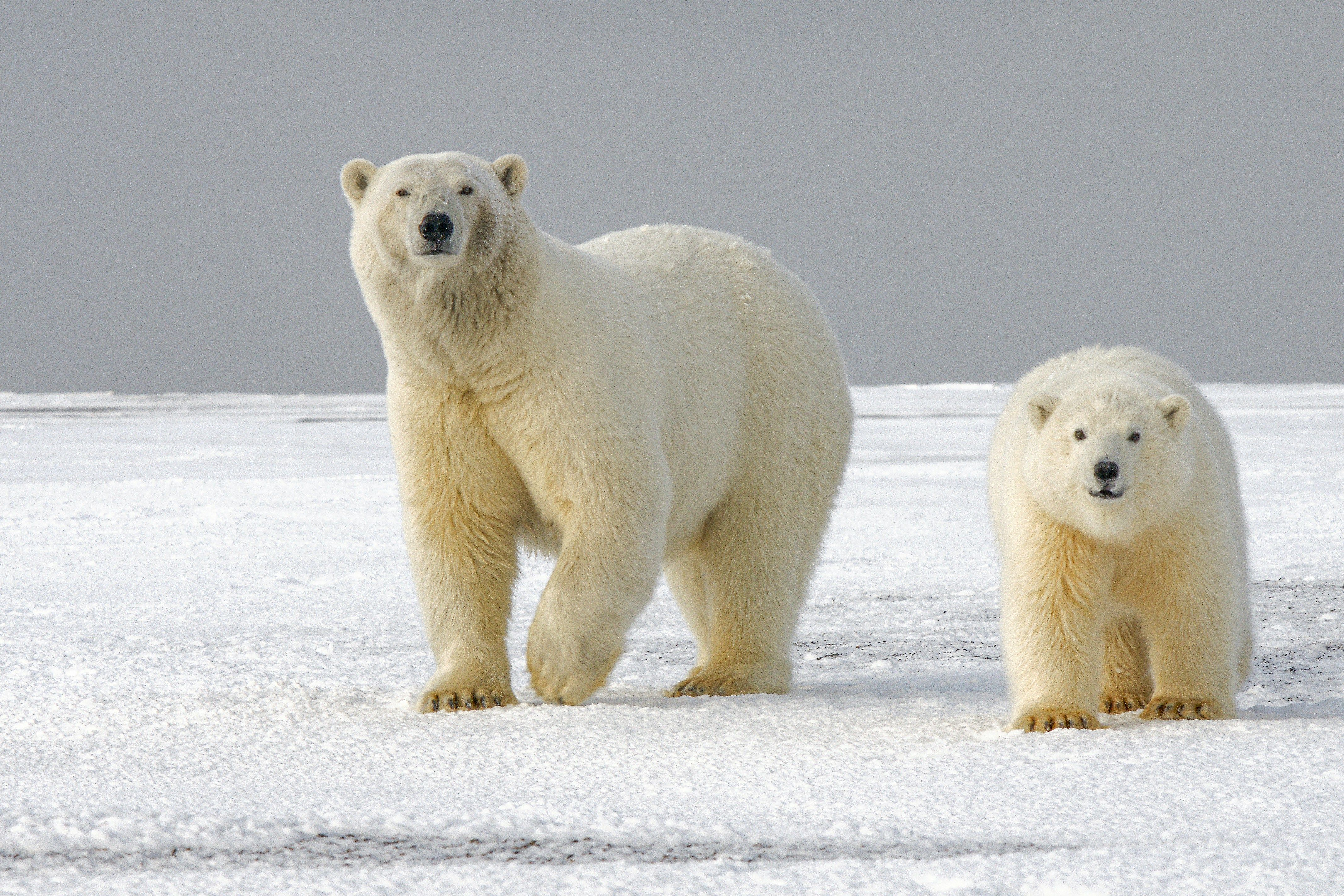 Arctic Cruise Guide: Greenland, Svalbard, and the Far North | Small ...
