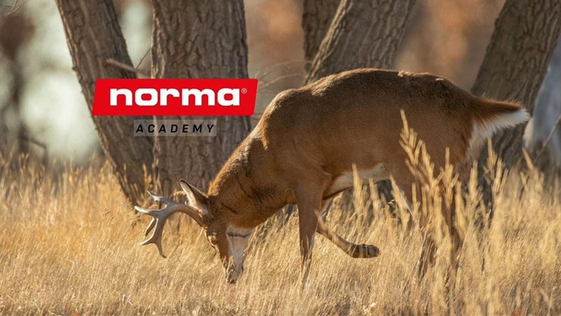 Ammunitionsval för vitsvanshjort – en komplett guide | Norma Precision