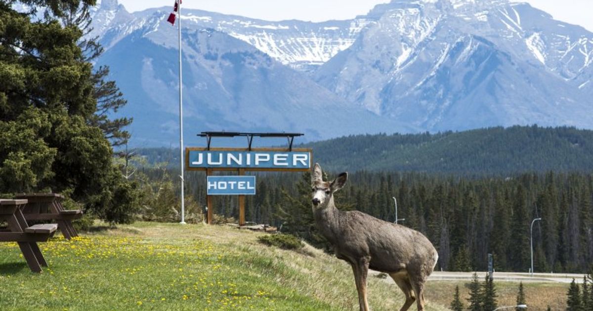 Juniper Hotel | Banff & Lake Louise Tourism