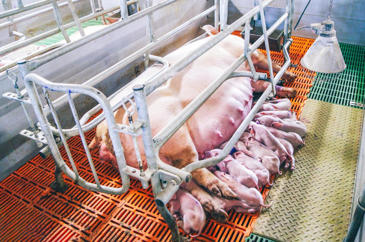 RSPCA Assured pig standards: no crates and more space