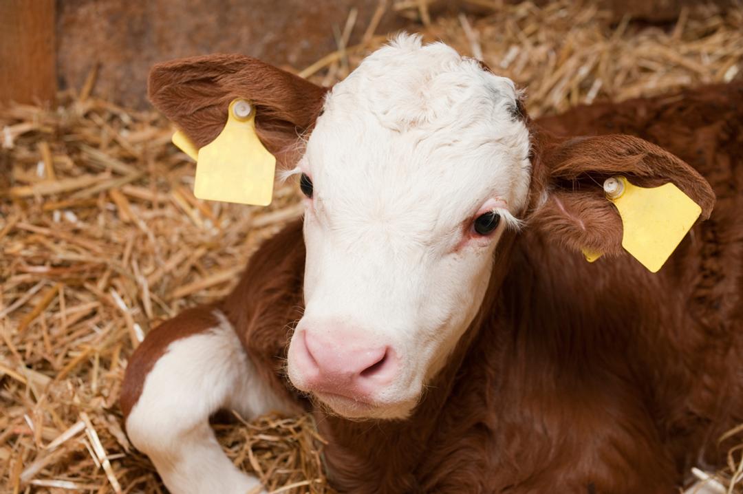What is veal, and why does it matter for calf welfare?