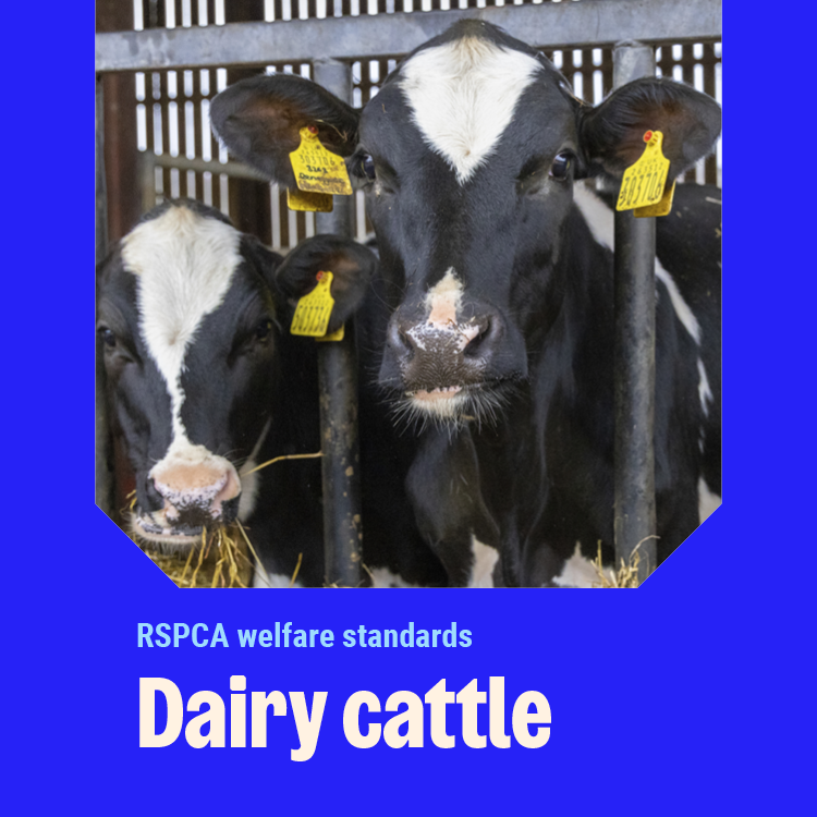 RSPCA Welfare standards for producers and supply chain