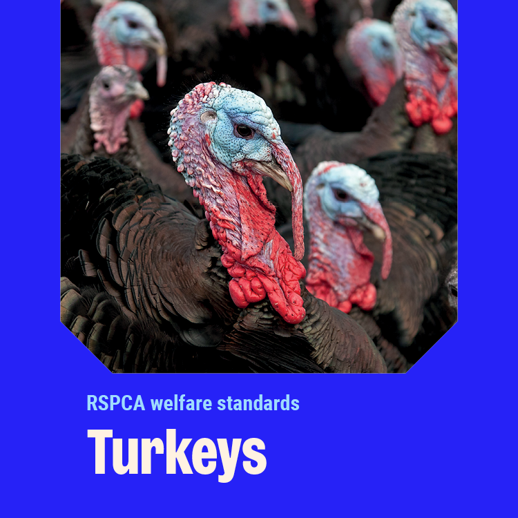 RSPCA Welfare standards for producers and supply chain