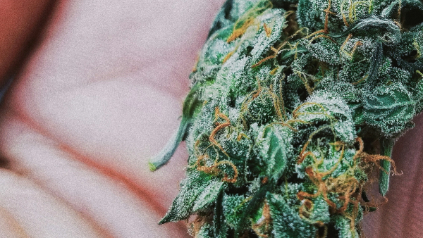 Czech Republic bill to legalize marijuana home cultivation and allow ...