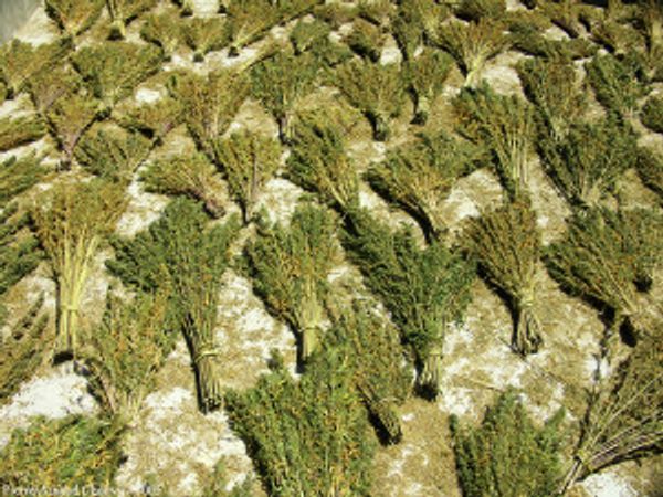 Carta pública sobre el debate para regular las drogas en Chile ...